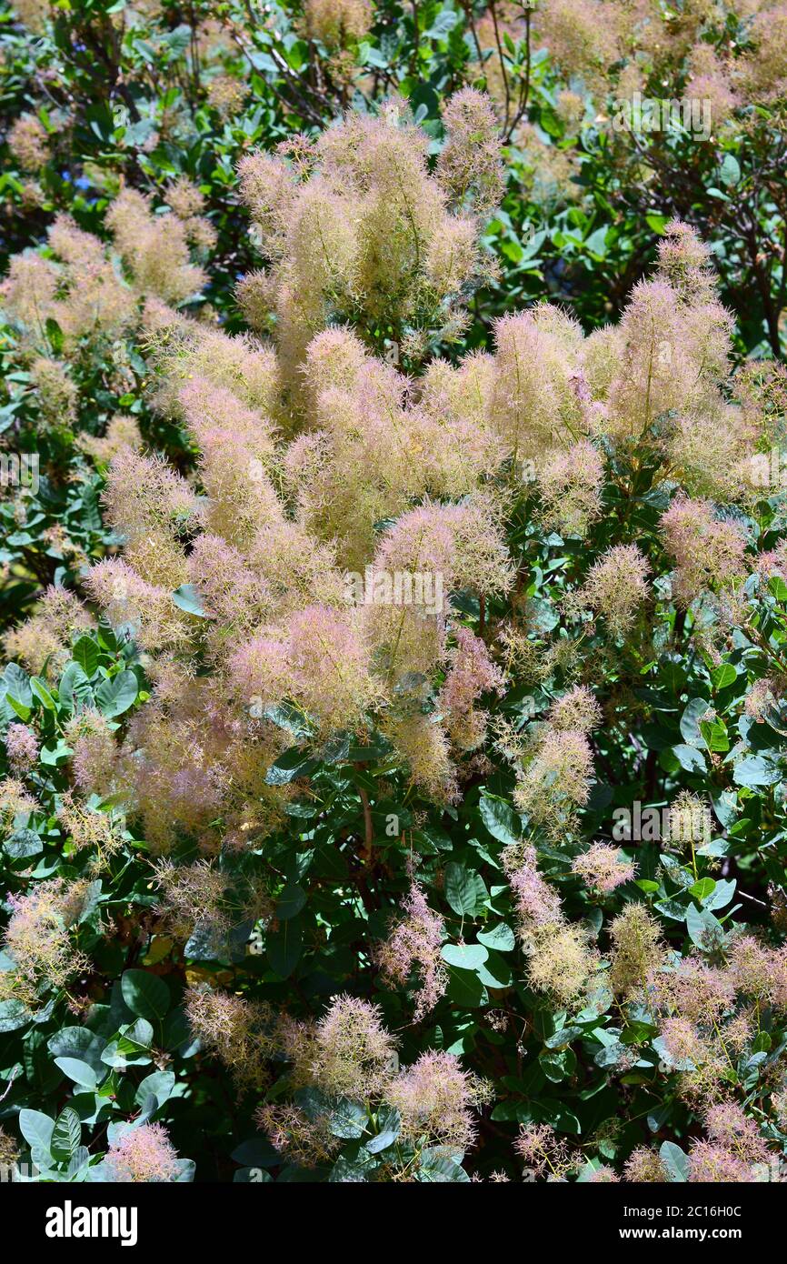 European smoketree, Perückenstrauch, Cotinus coggygria, sárga ...