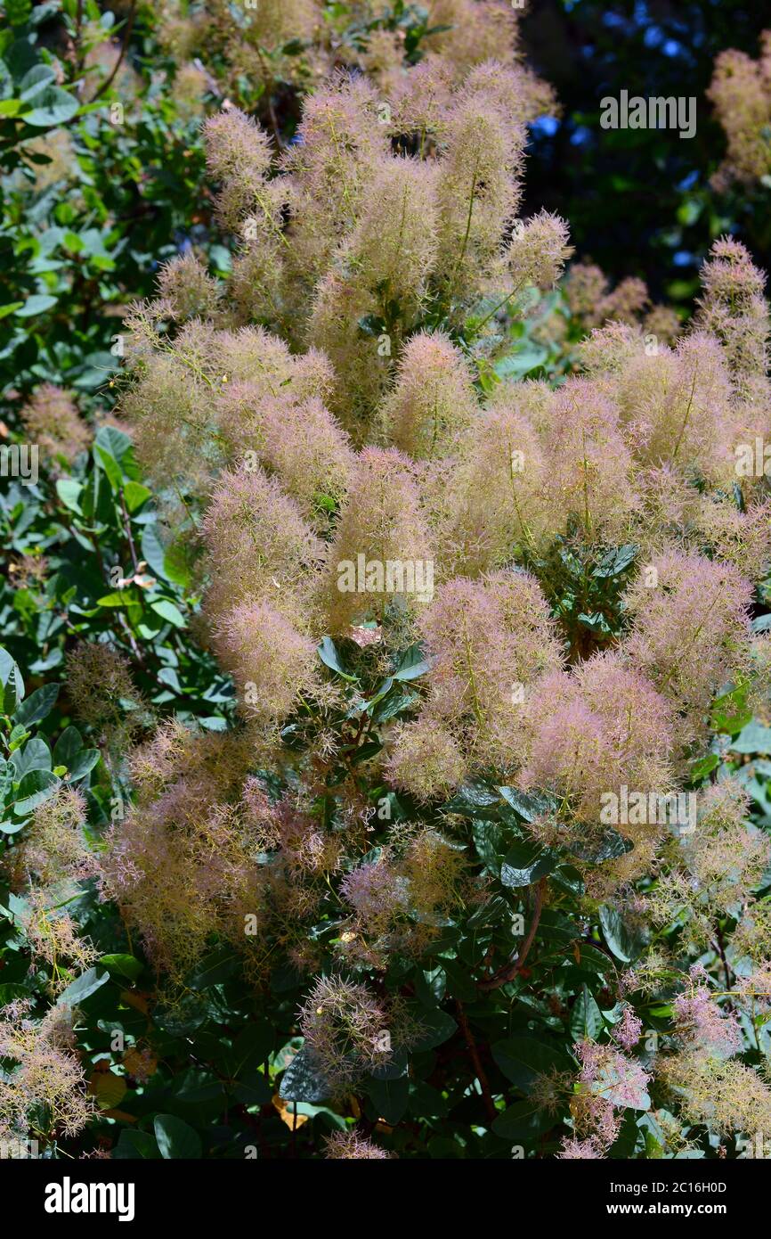 European smoketree, Perückenstrauch, Cotinus coggygria, sárga ...