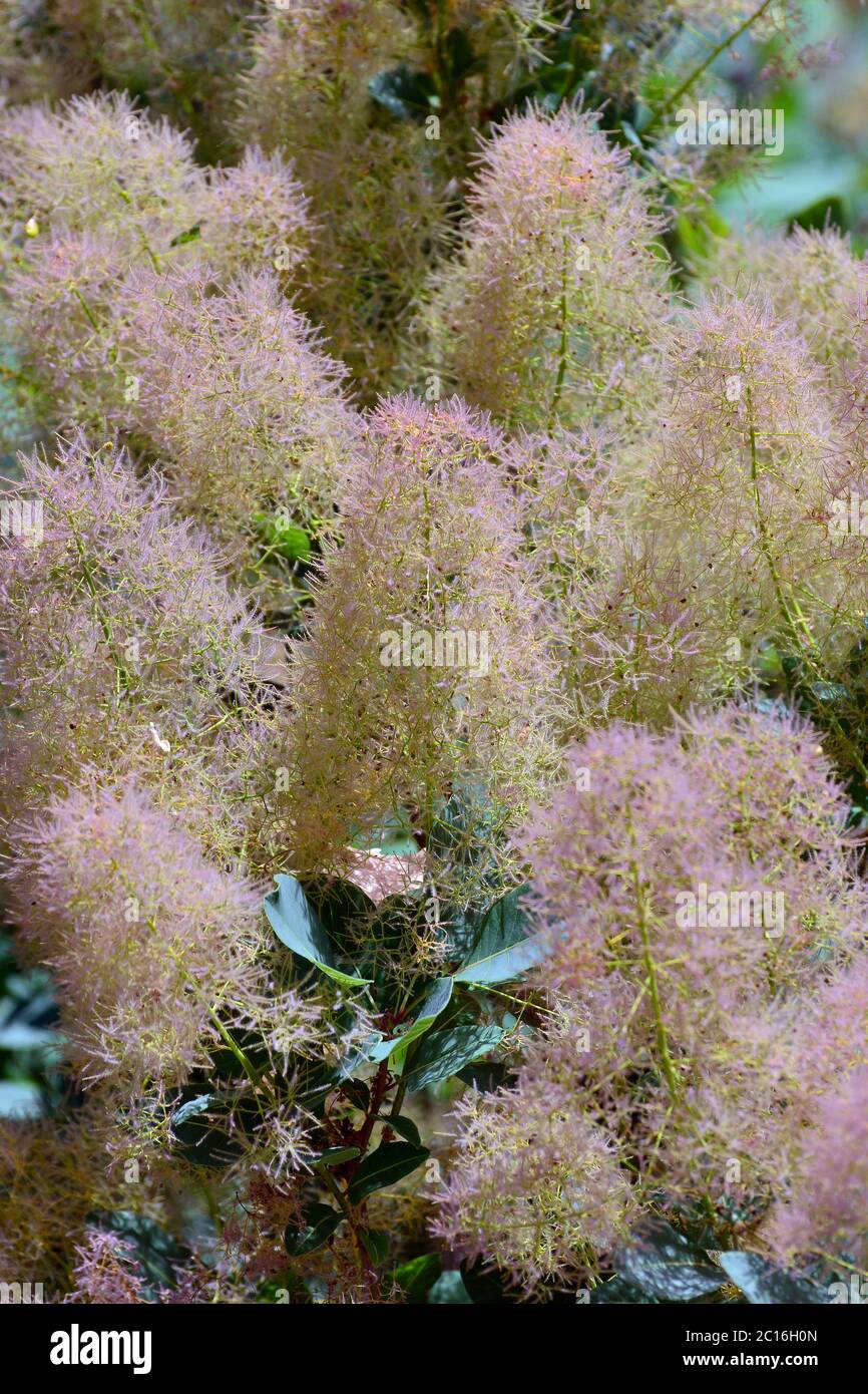 European smoketree, Perückenstrauch, Cotinus coggygria, sárga ...