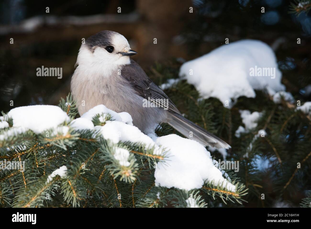 Whisky jack hi-res stock photography and images - Alamy
