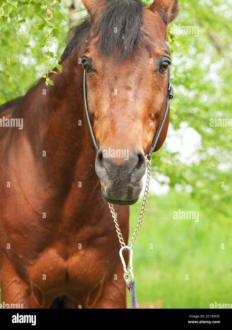 Trakehner breed hi-res stock photography and images - Alamy