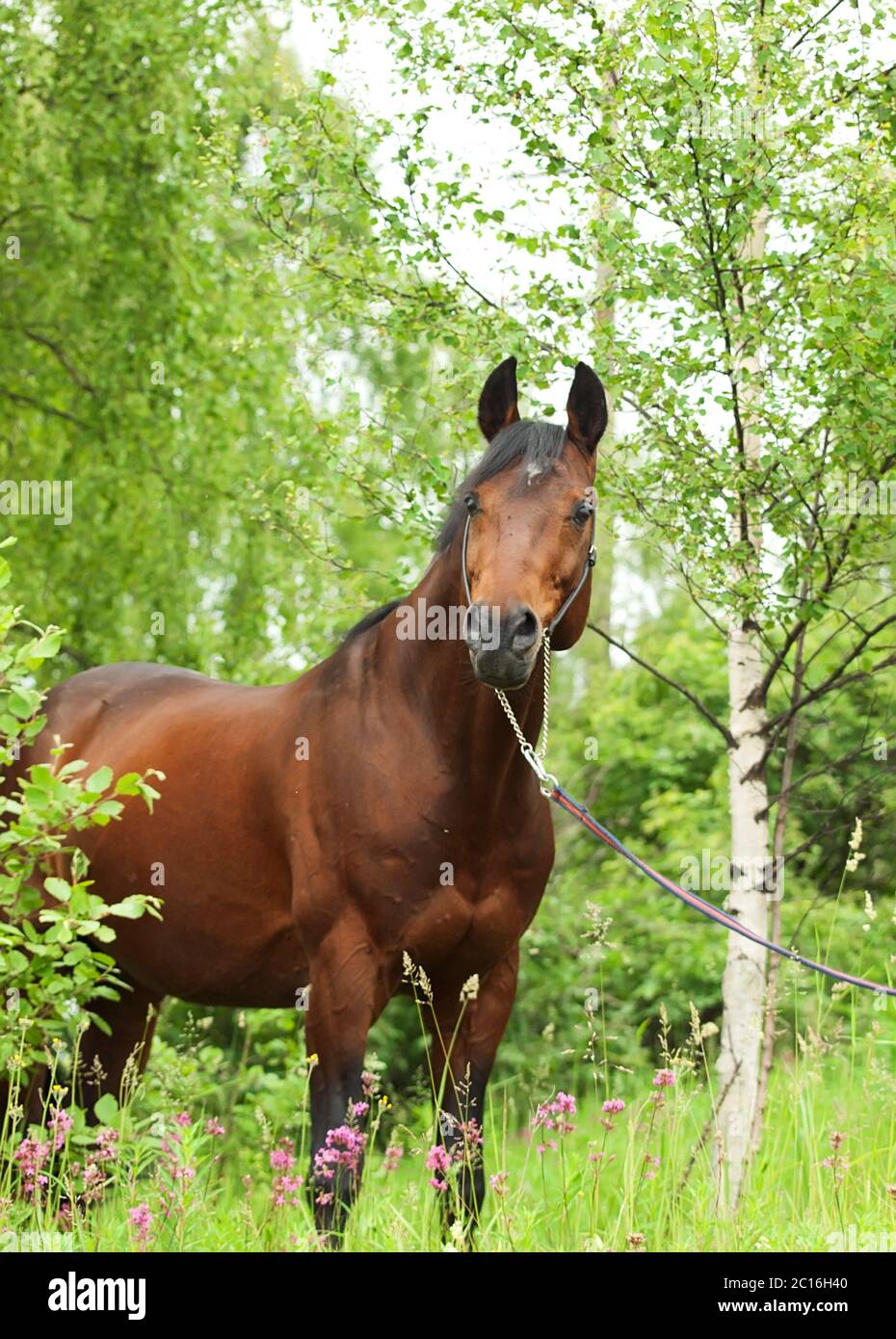 Trakehner bay hi-res stock photography and images - Alamy