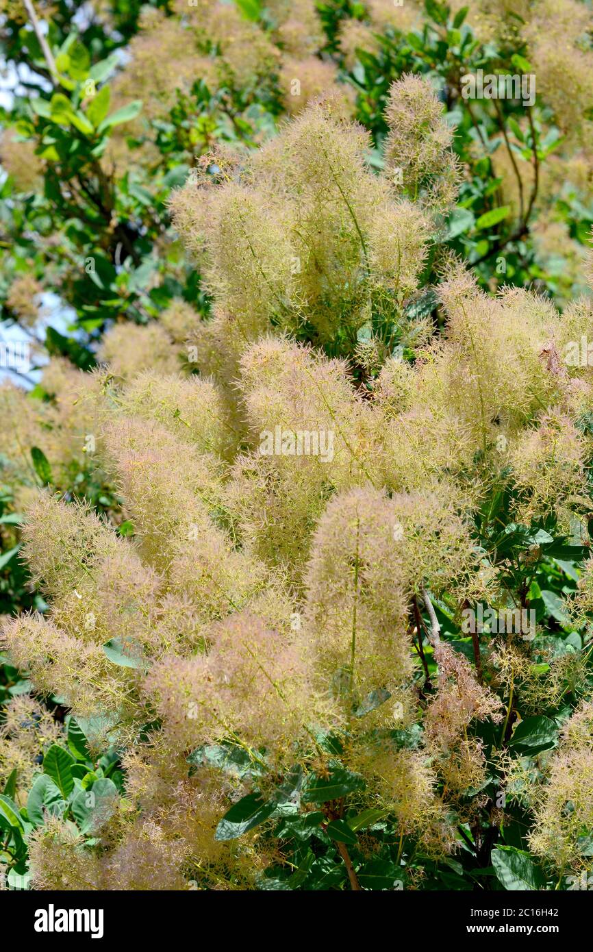 European smoketree, Perückenstrauch, Cotinus coggygria, sárga ...