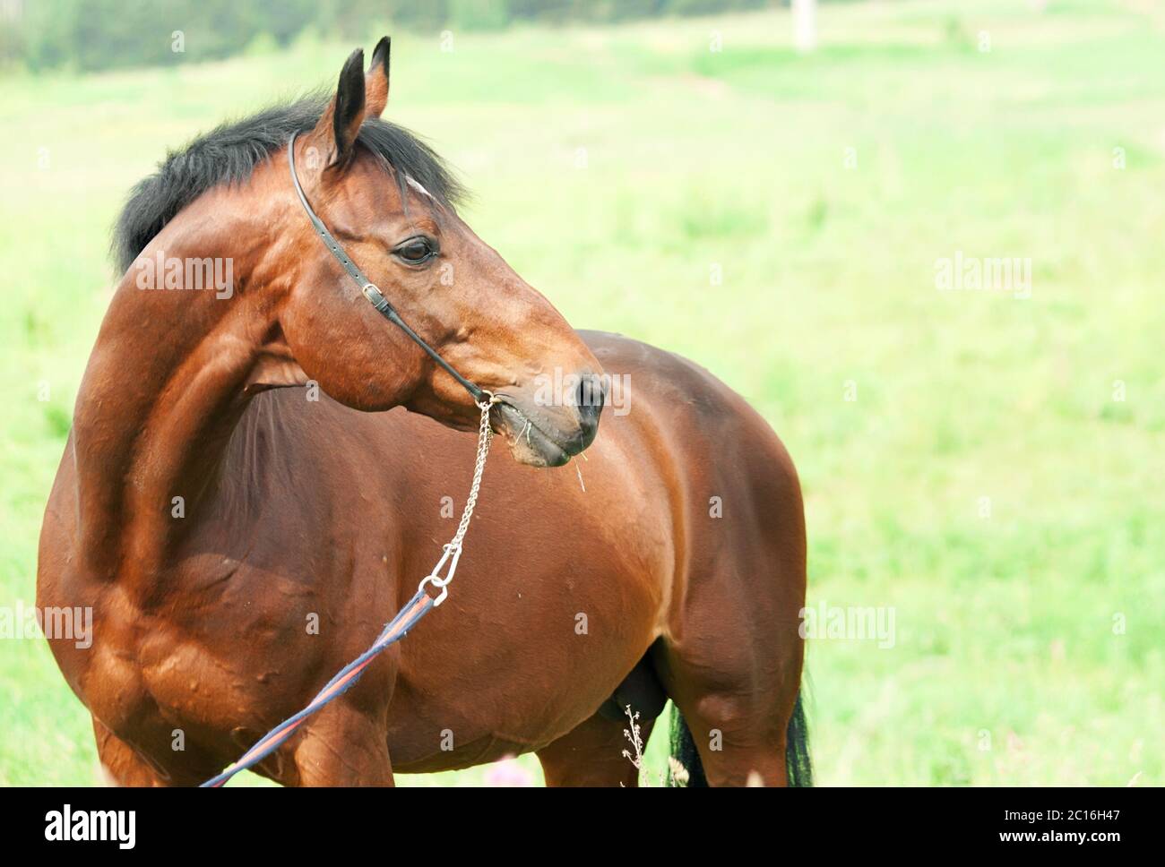 Trakehner thoroughbred hi-res stock photography and images - Alamy