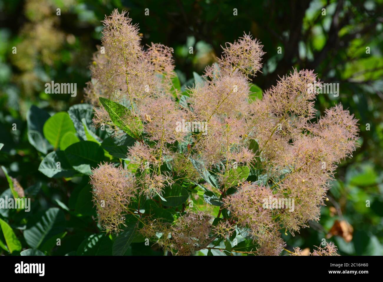 European smoketree, Perückenstrauch, Cotinus coggygria, sárga ...
