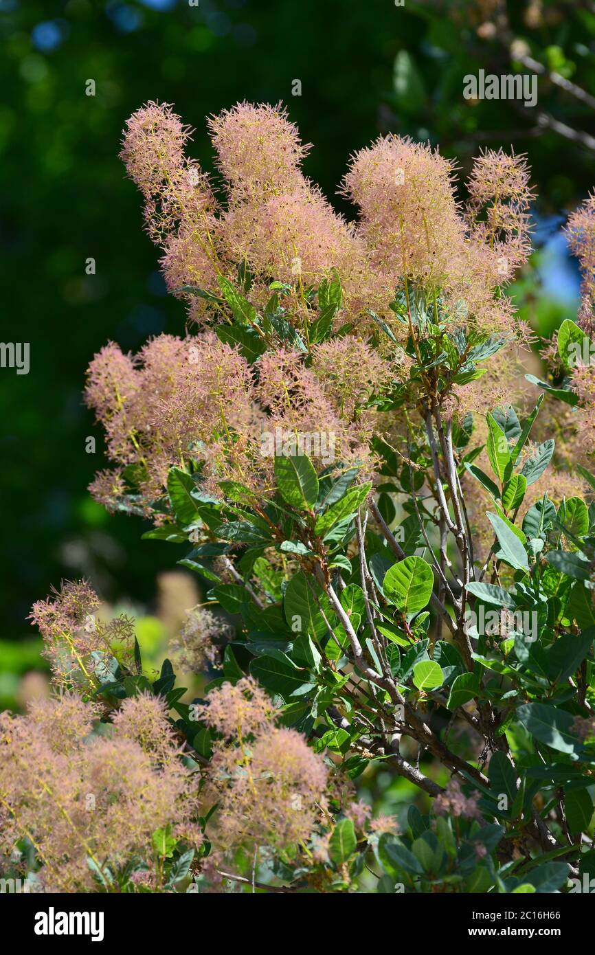 European smoketree, Perückenstrauch, Cotinus coggygria, sárga ...
