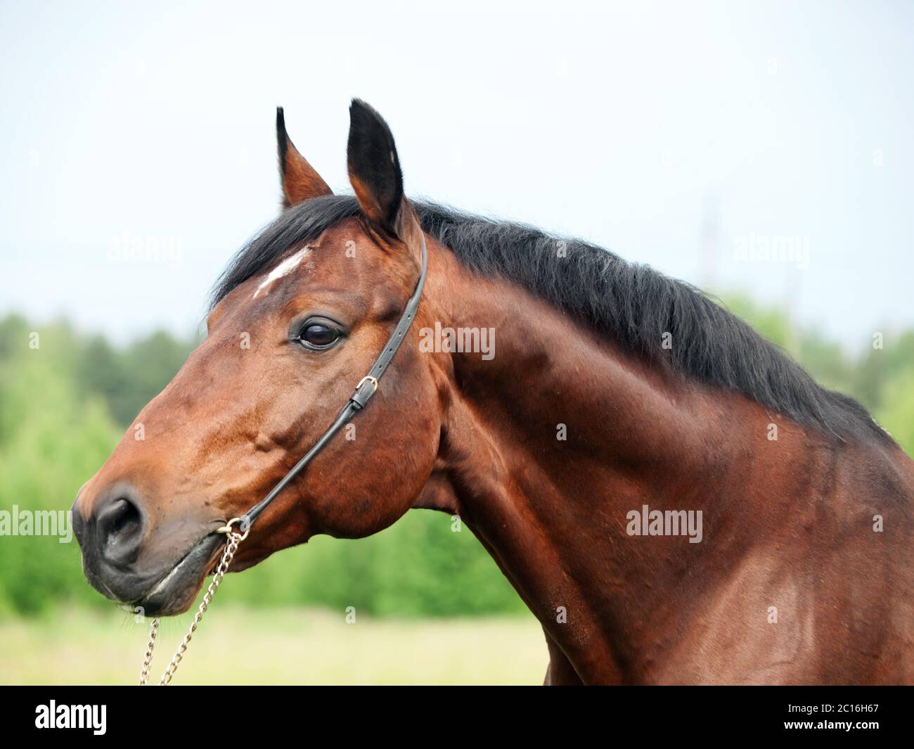 beautiful breed sportive bay stallion Stock Photo - Alamy