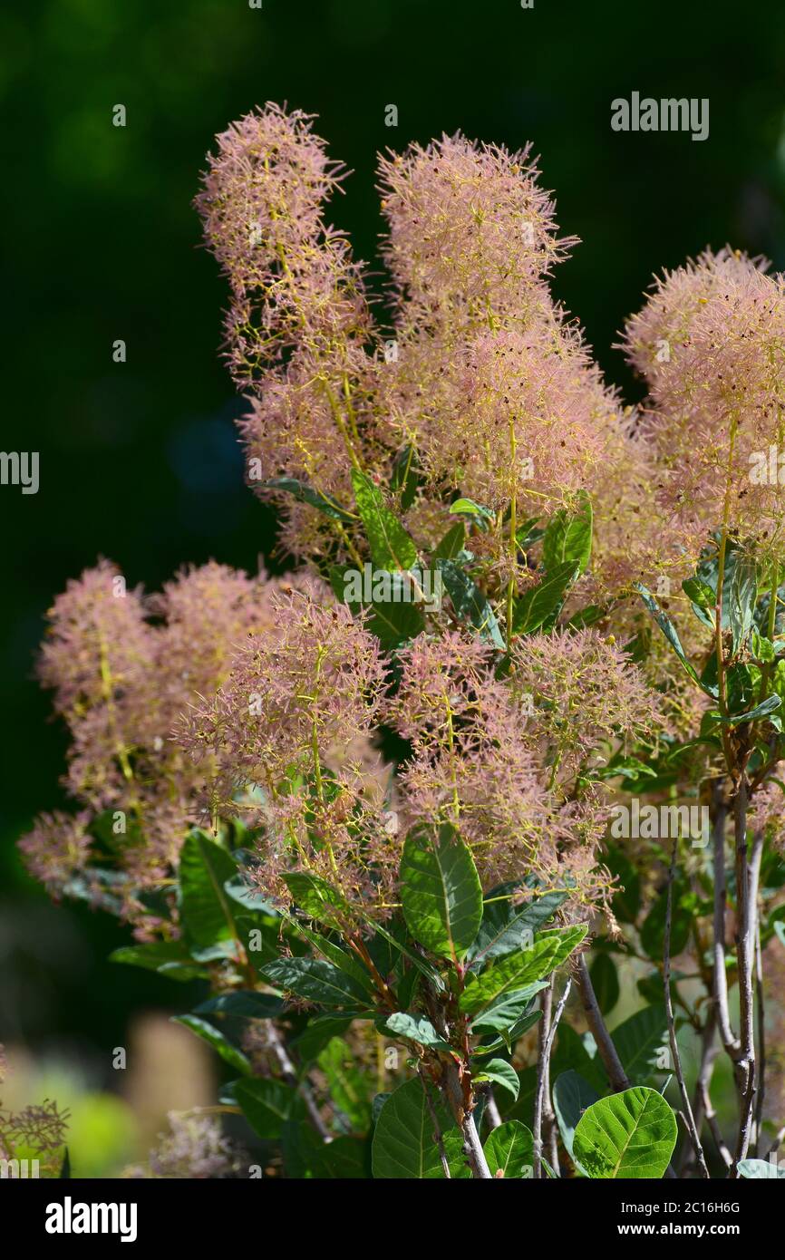 European smoketree, Perückenstrauch, Cotinus coggygria, sárga ...