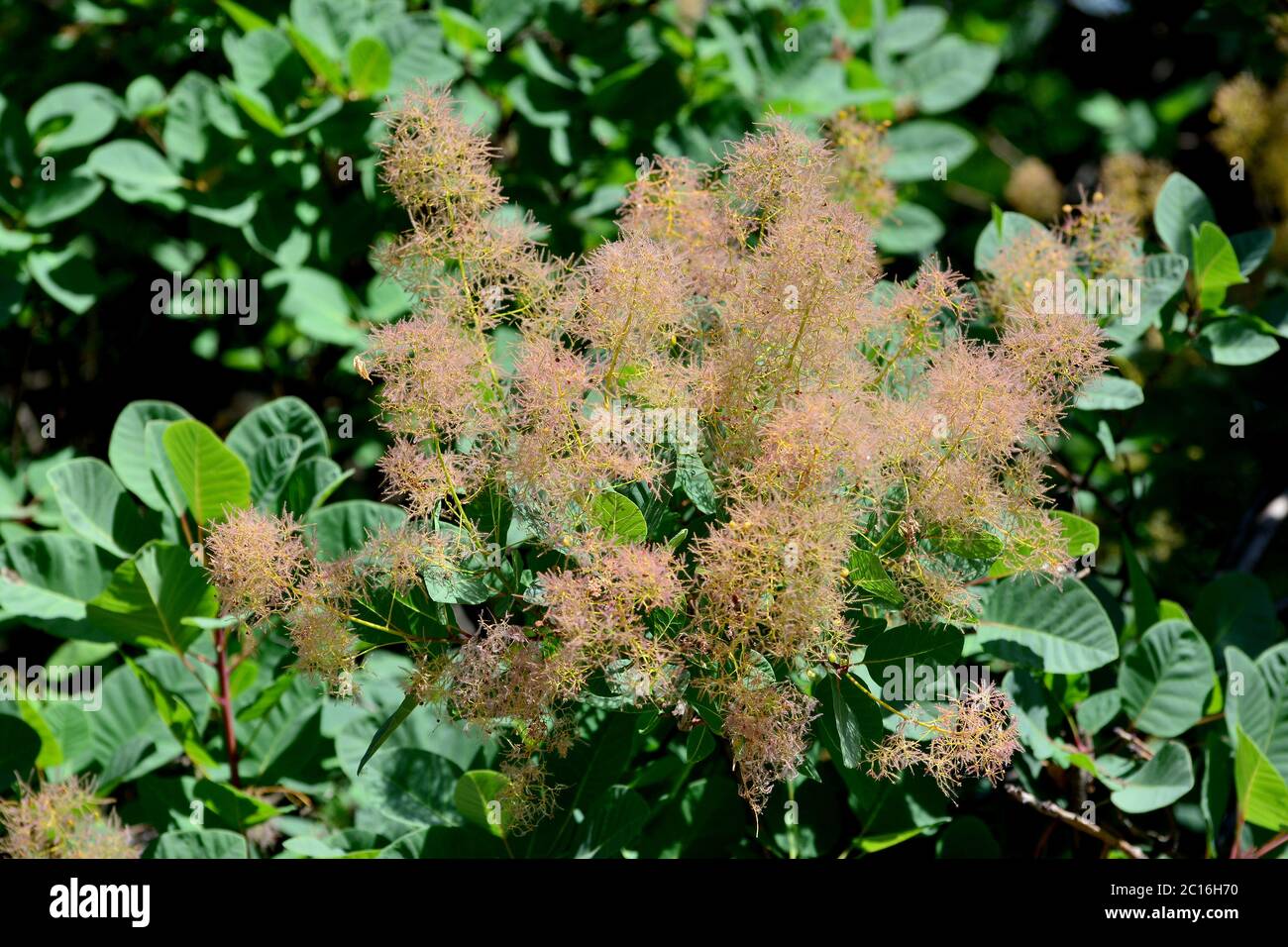 European smoketree, Perückenstrauch, Cotinus coggygria, sárga ...