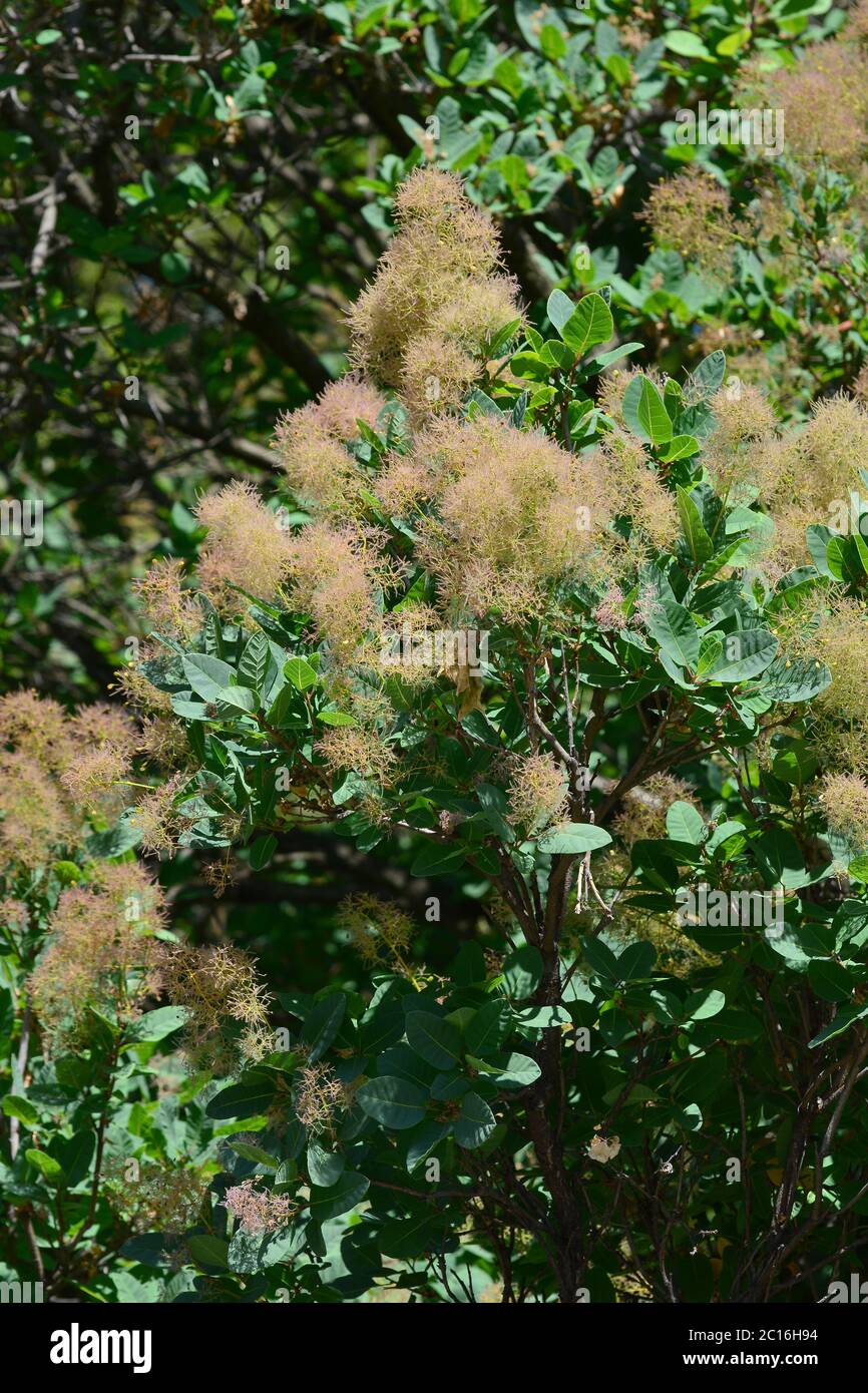 European smoketree, Perückenstrauch, Cotinus coggygria, sárga ...