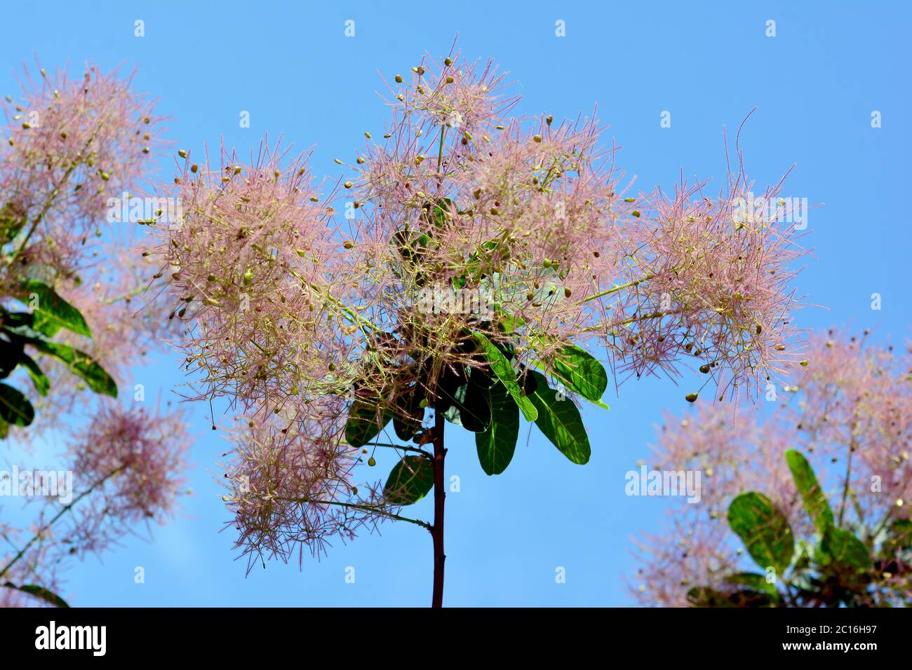 European smoketree, Perückenstrauch, Cotinus coggygria, sárga ...