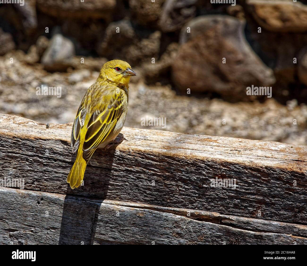 canary, finch family, small yellow bird, conical beak, red eye ...