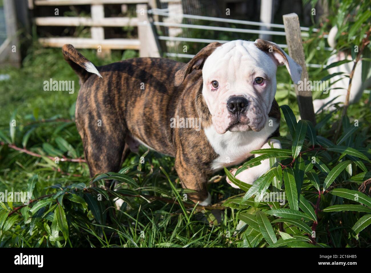 American Bulldog puppy on nature Stock Photo - Alamy