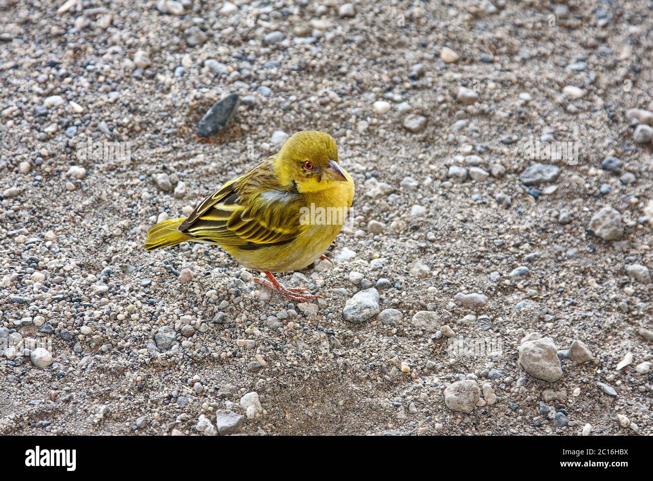 canary; finch family; small yellow bird; conical beak; red eye ...
