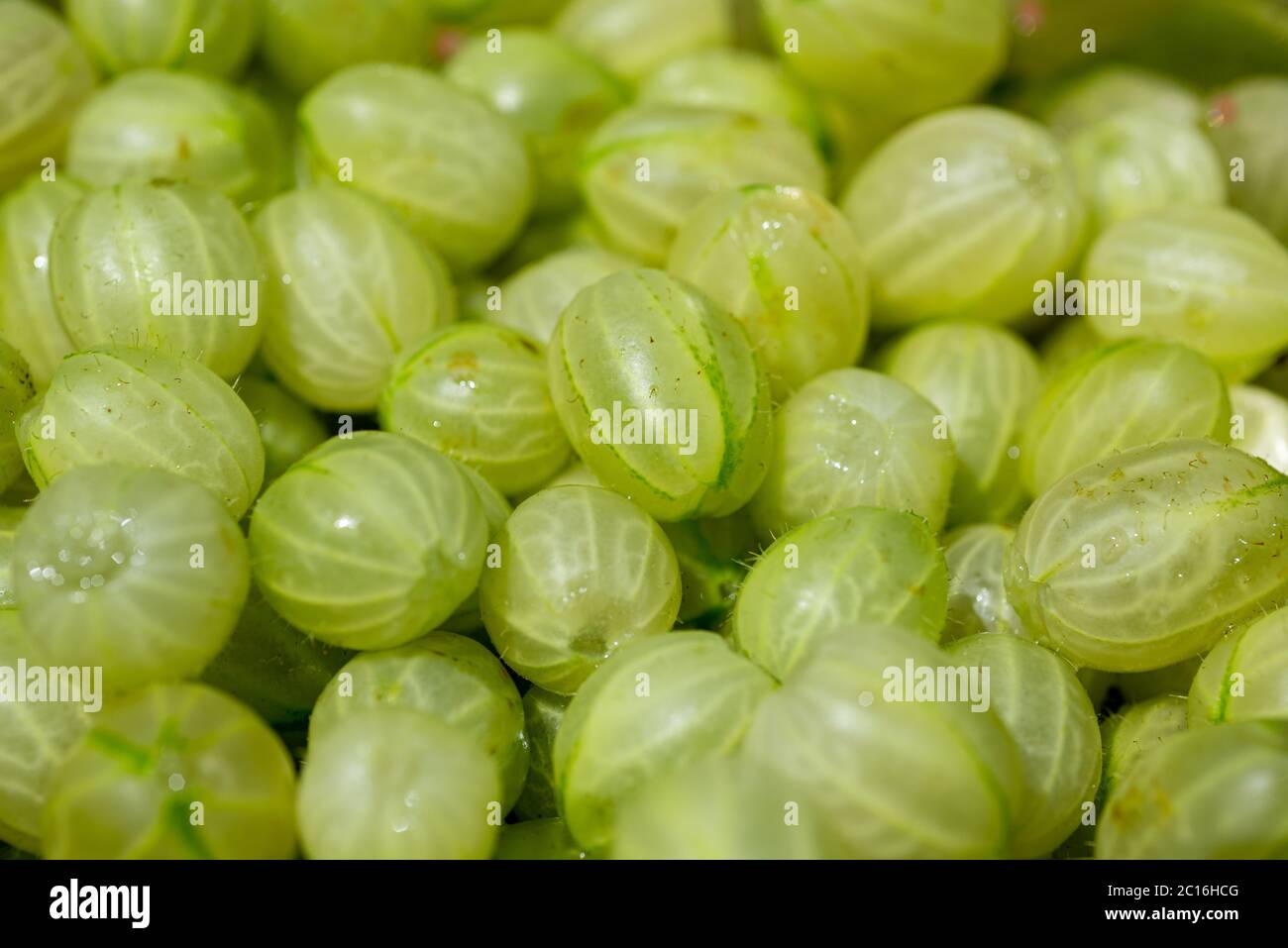 Freshly picked home grown gooseberries Stock Photo - Alamy