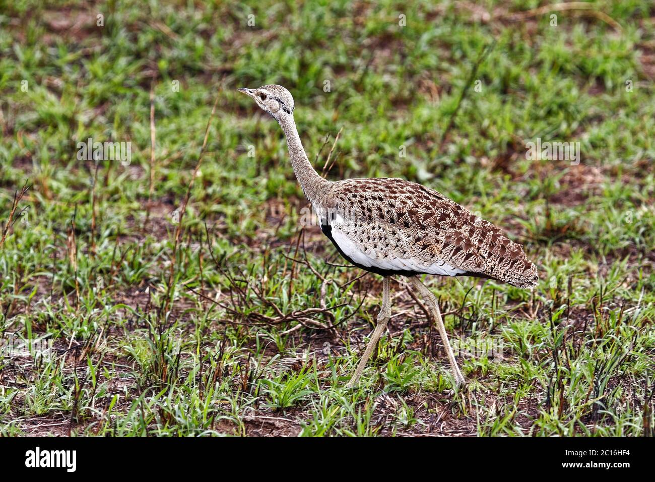 Black-bellied bustard walking, male, large bird, Lissotis melanogaster ...