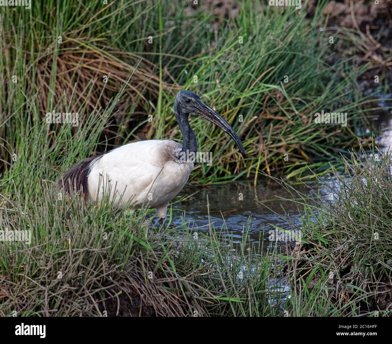 African Sacred ibis; wading bird; in water; white body feathers ...