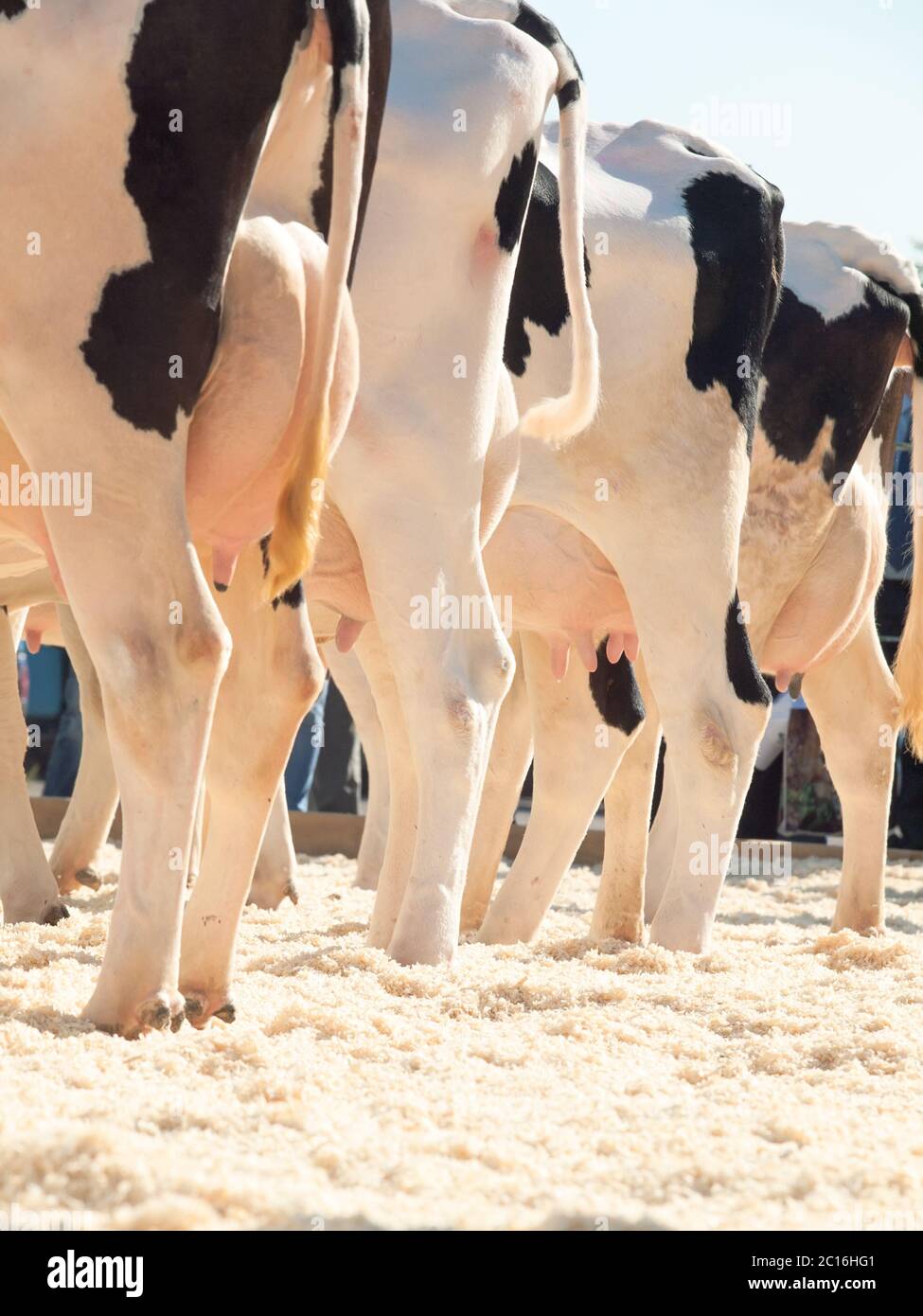 Cow udders outdoor hi-res stock photography and images - Alamy