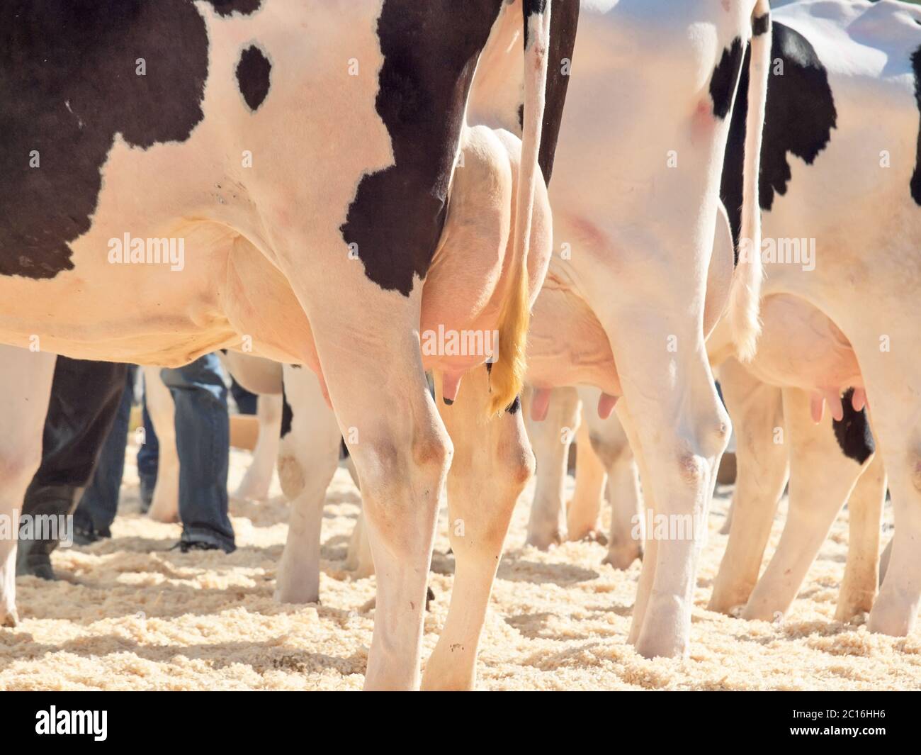 cow udders. outdoor Stock Photo - Alamy