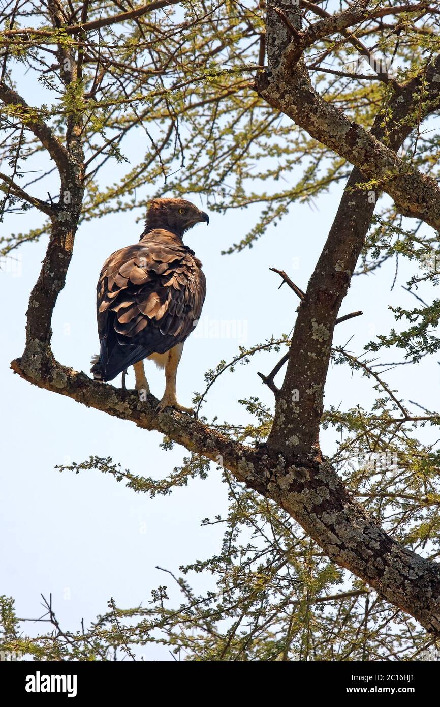 Eagle legs hi-res stock photography and images - Alamy
