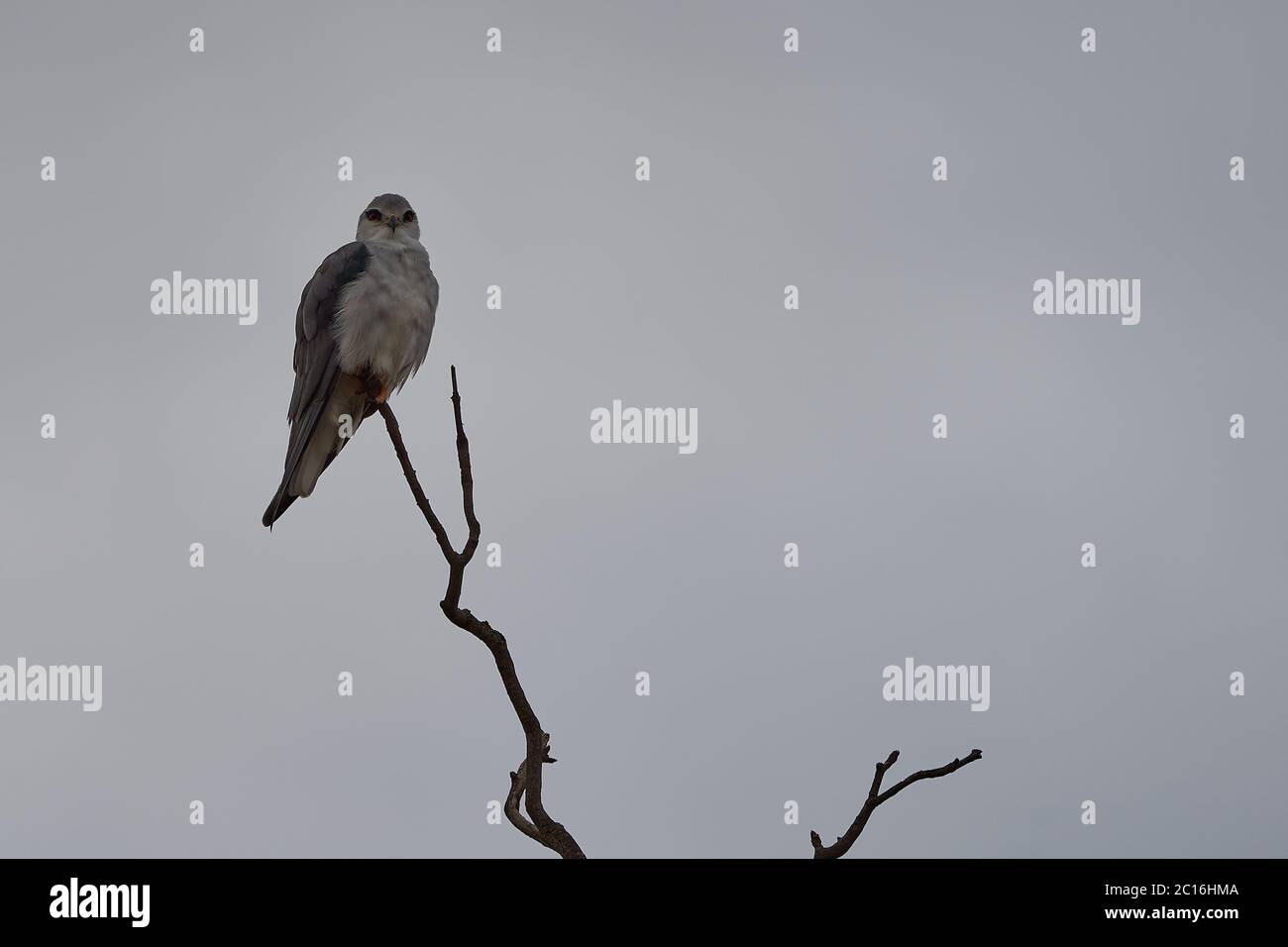 black-winged kite Elanus caeruleus also known as the black-shouldered ...