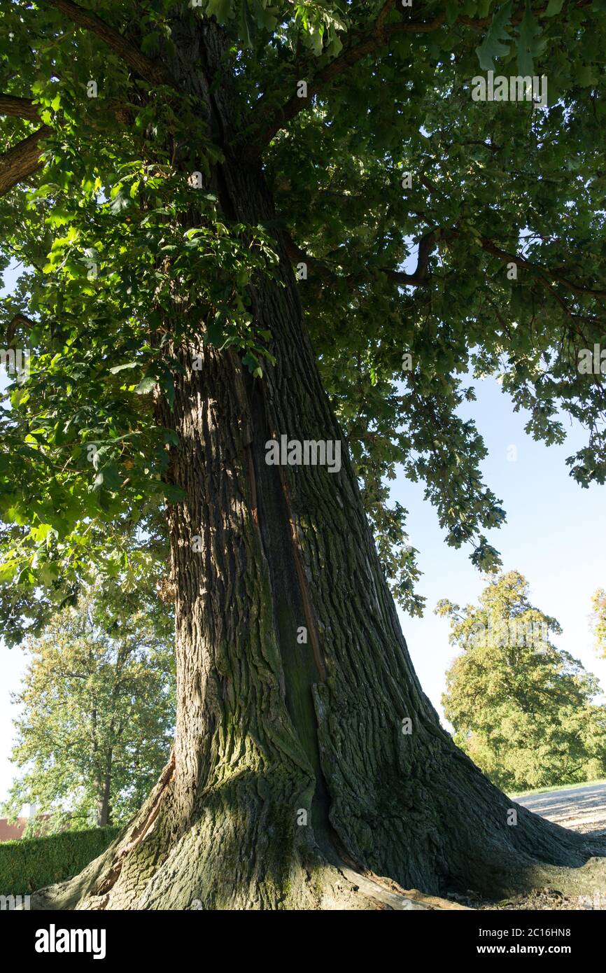 Bark and leaves of the old tree, hit by lightning Stock Photo - Alamy