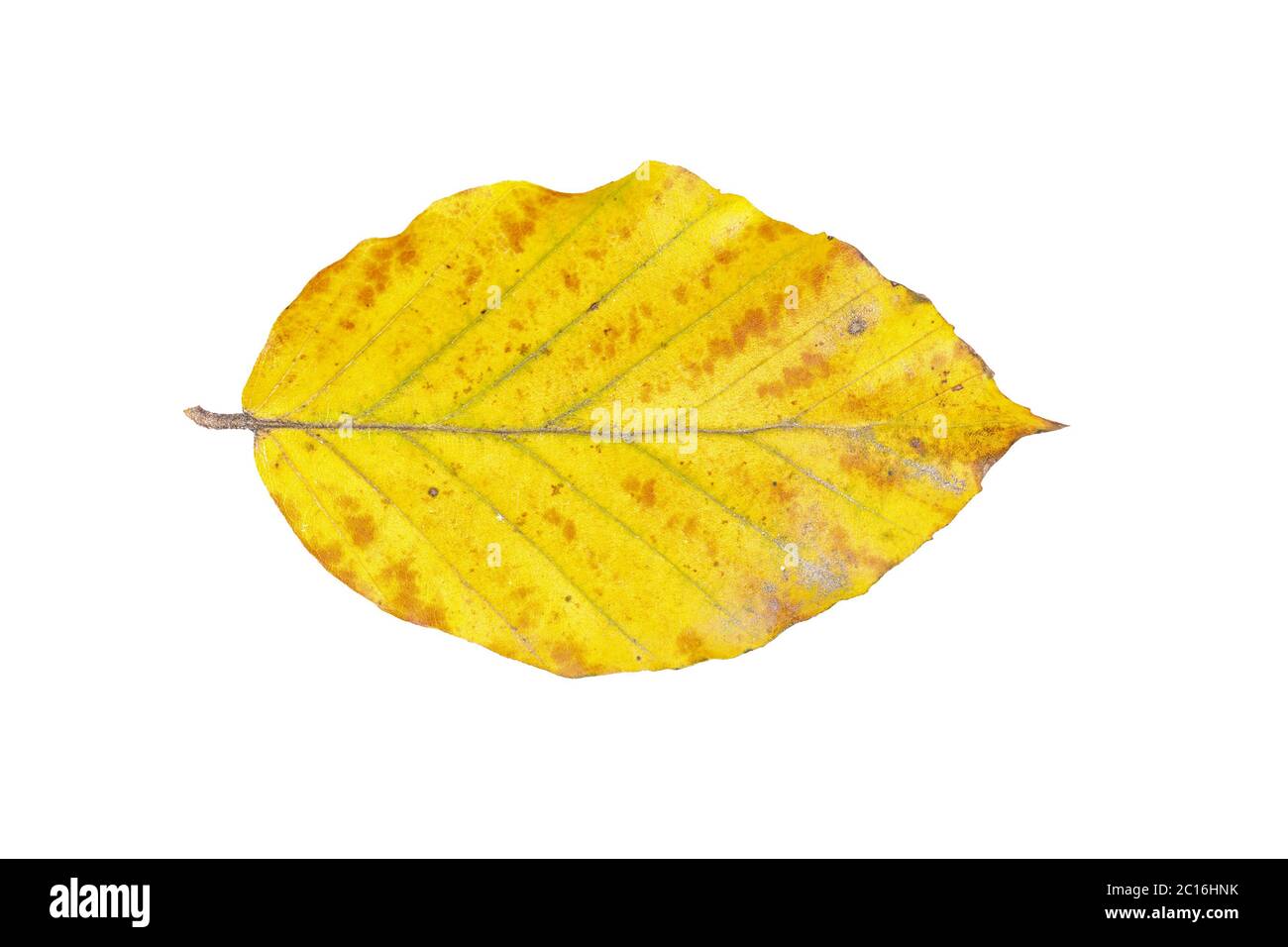 Beech leaf Cut Out Stock Images & Pictures - Alamy
