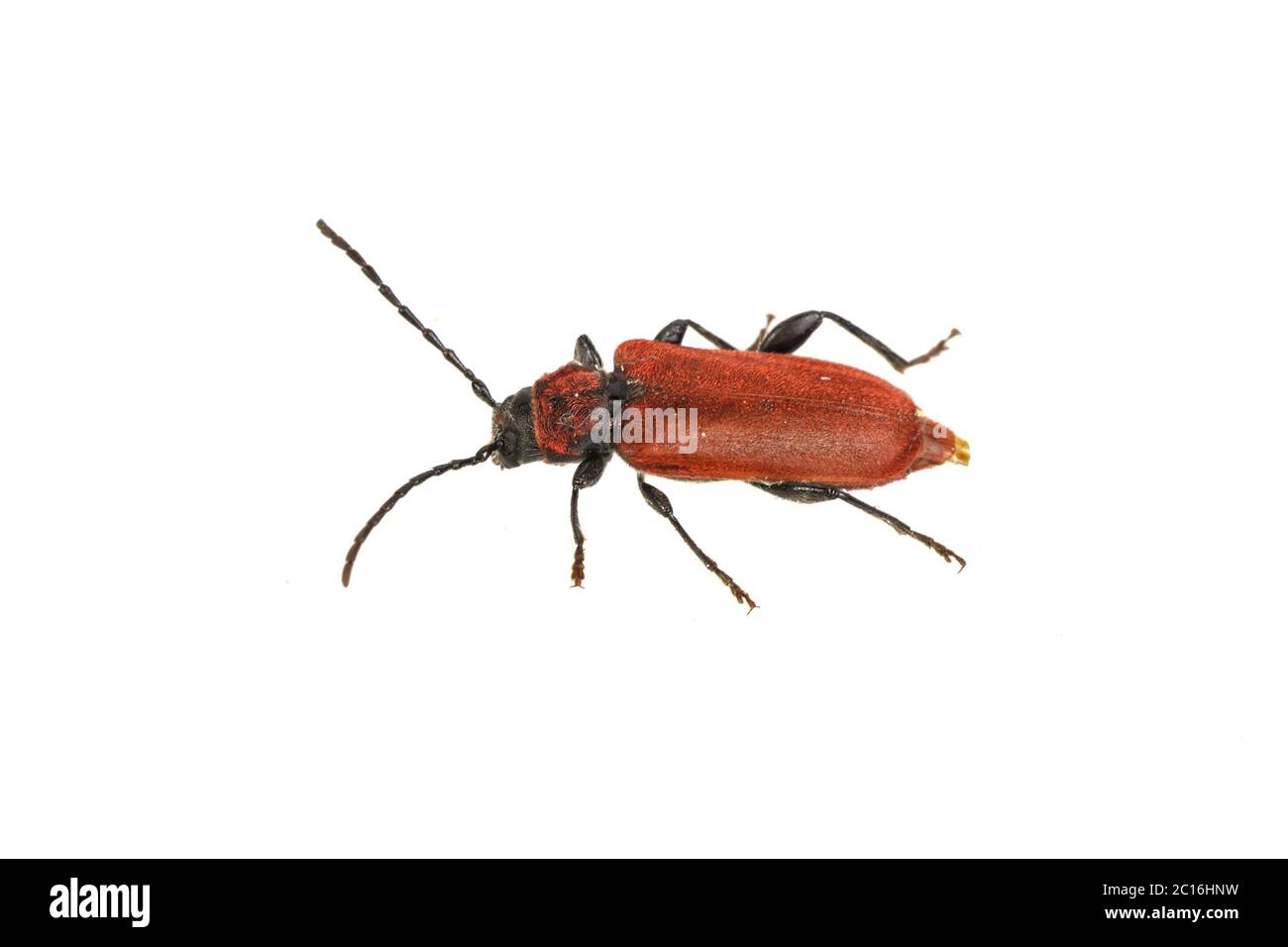 Rusty beetle on a white background Stock Photo - Alamy