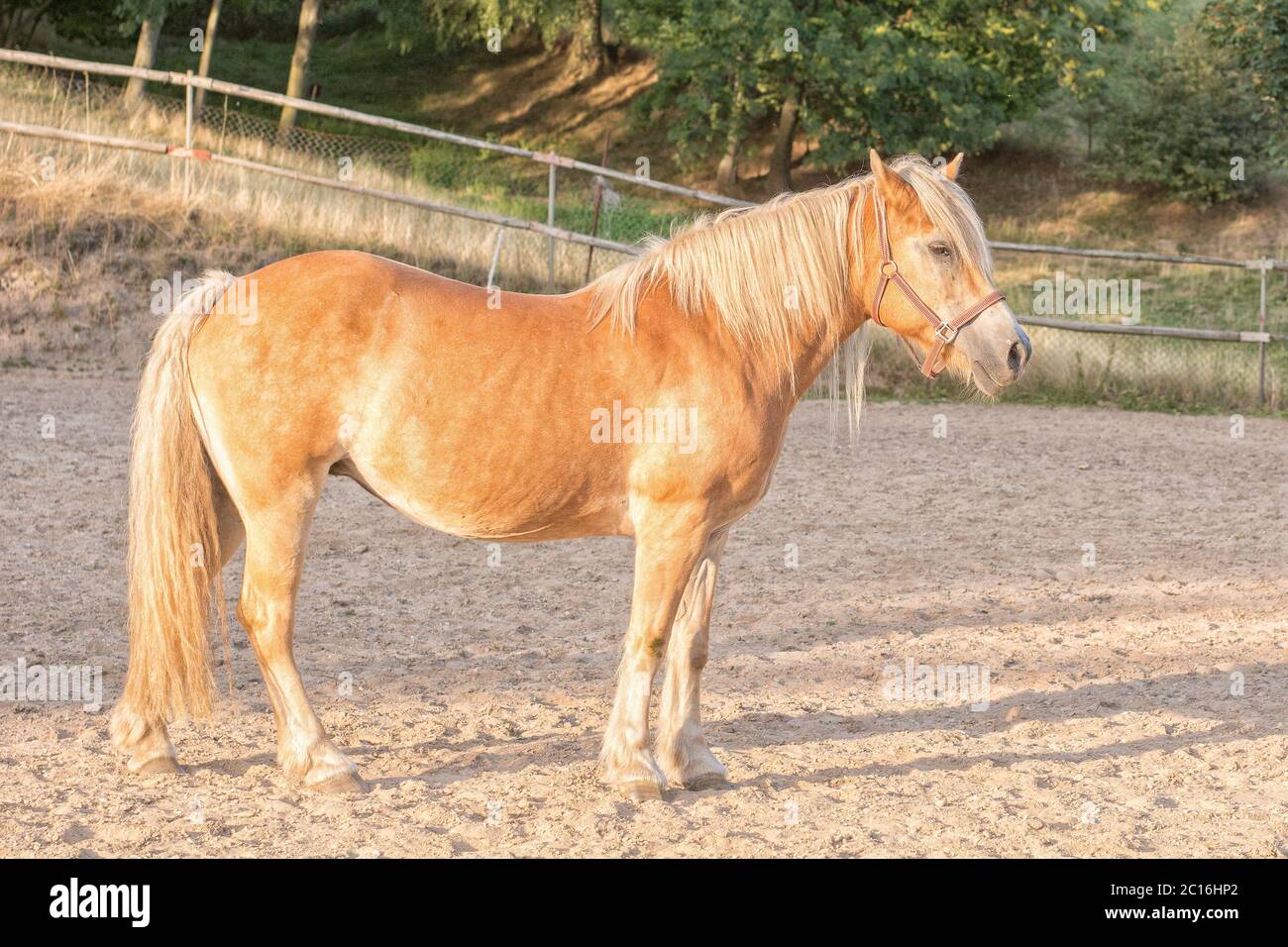 Portrait of horse in paddock Stock Photo - Alamy