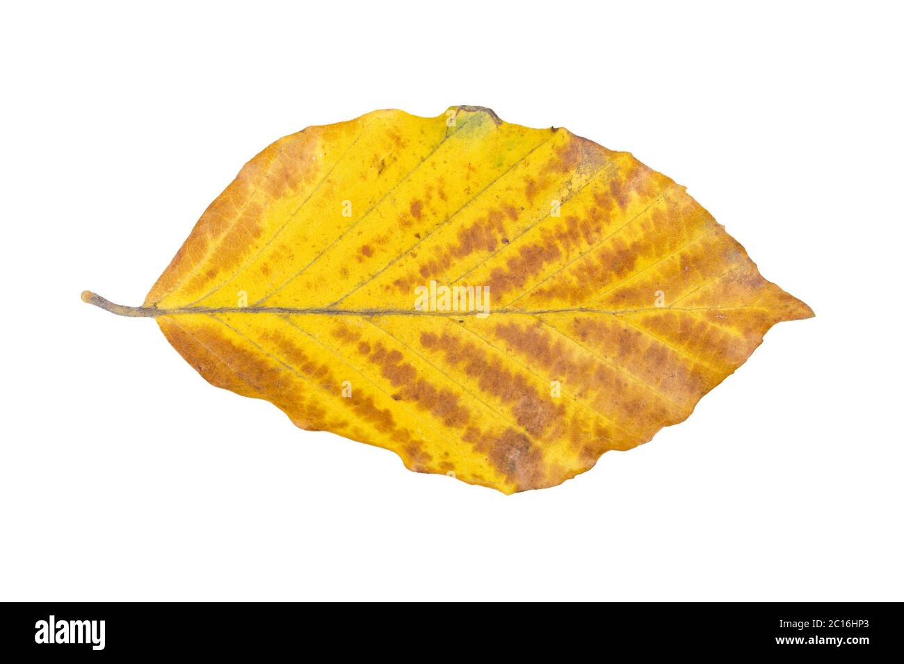 Beech leaf Cut Out Stock Images & Pictures - Alamy
