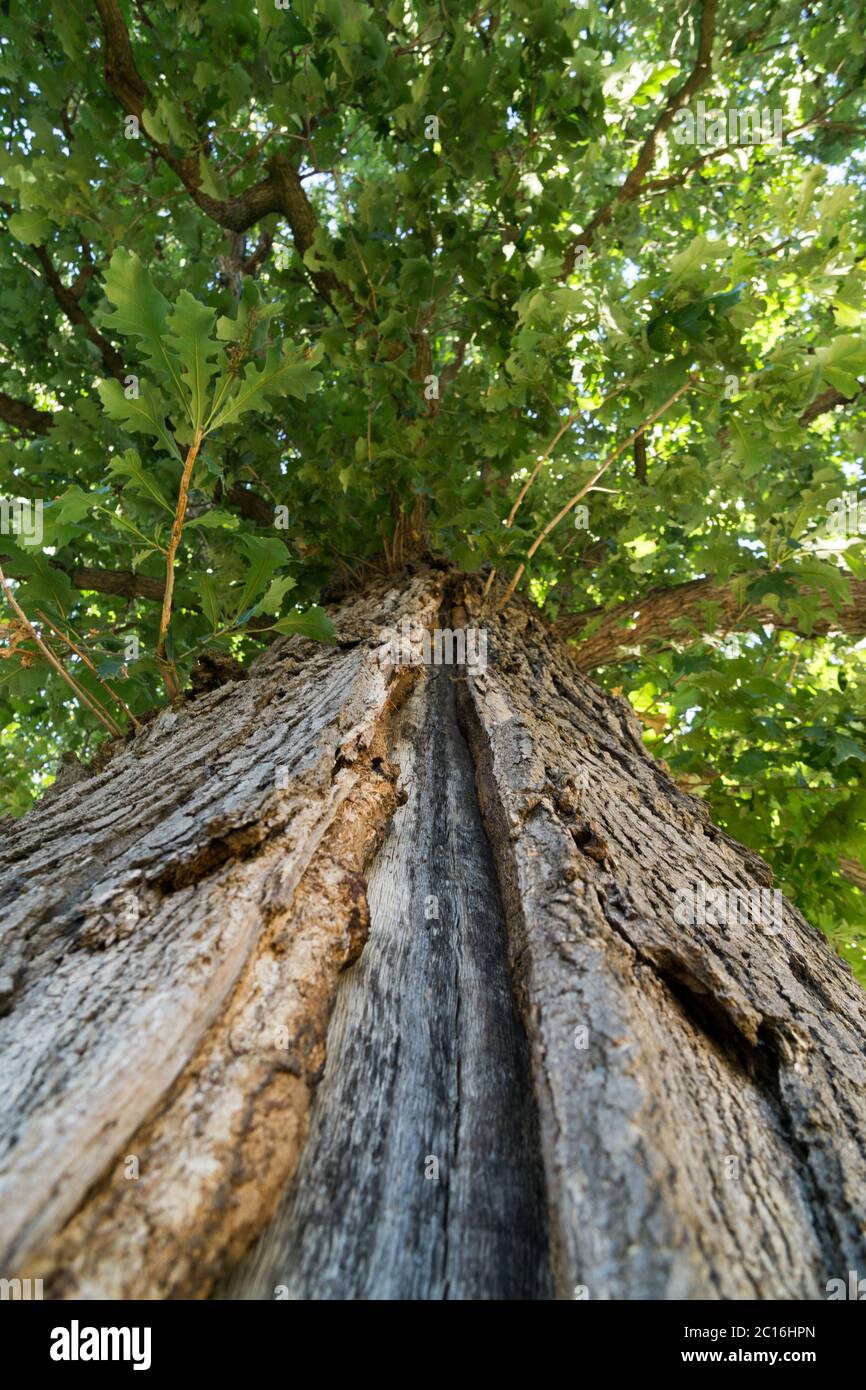 Lightning oak tree hi-res stock photography and images - Alamy