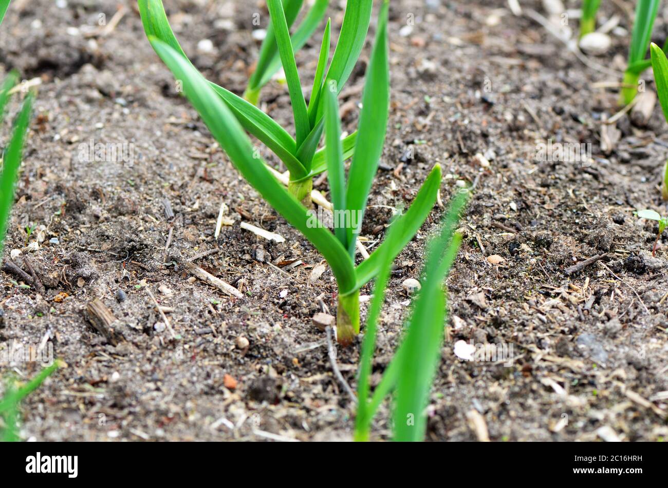 Garlic growing garden hi-res stock photography and images - Alamy