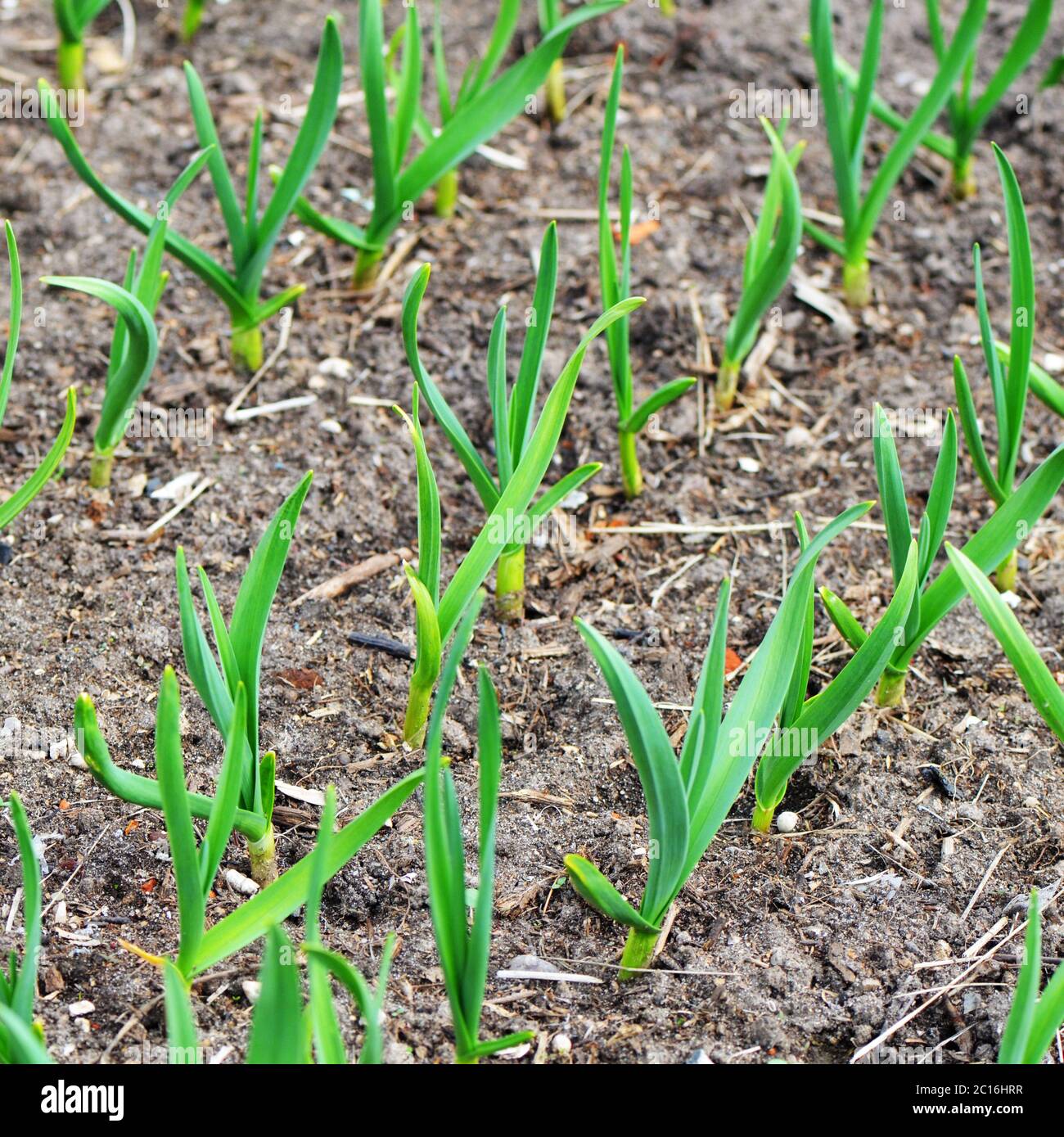 Garlic growing garden hi-res stock photography and images - Alamy