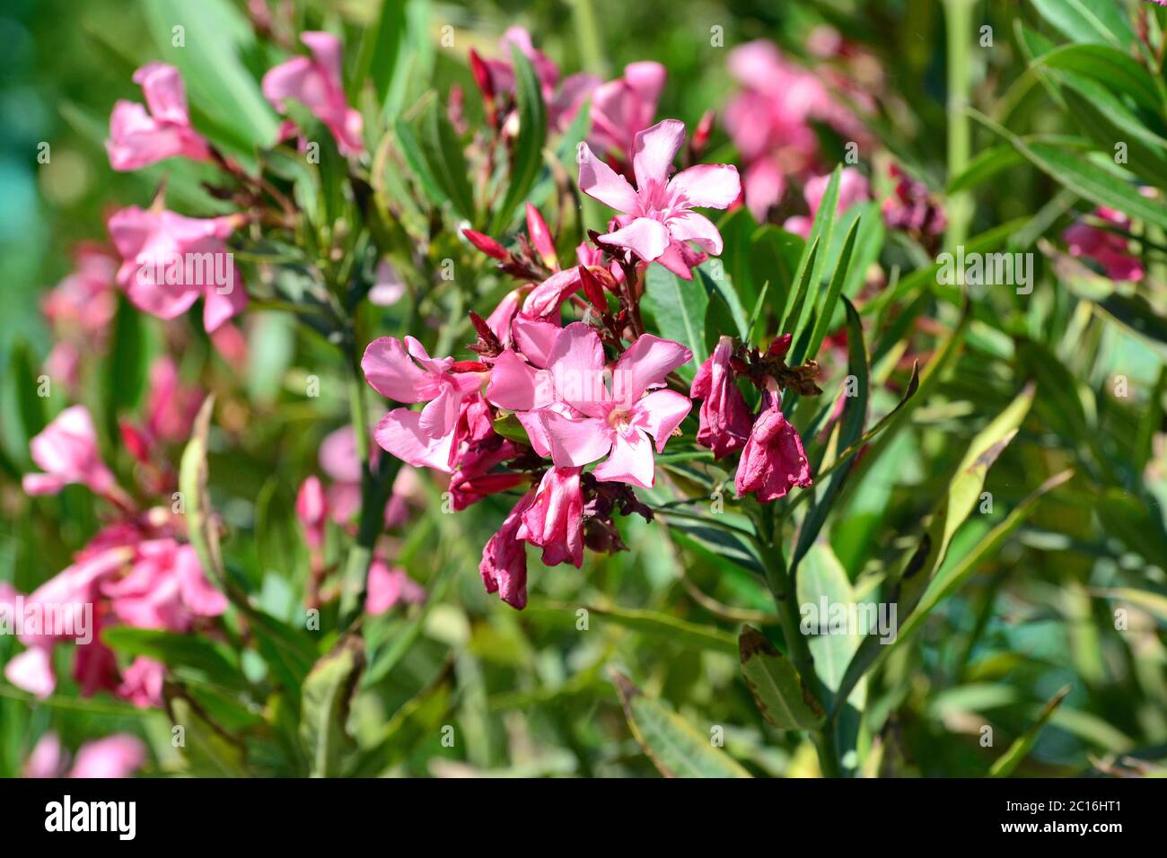 Oleander, Laurier-rose, Nerium oleander, leander Stock Photo - Alamy