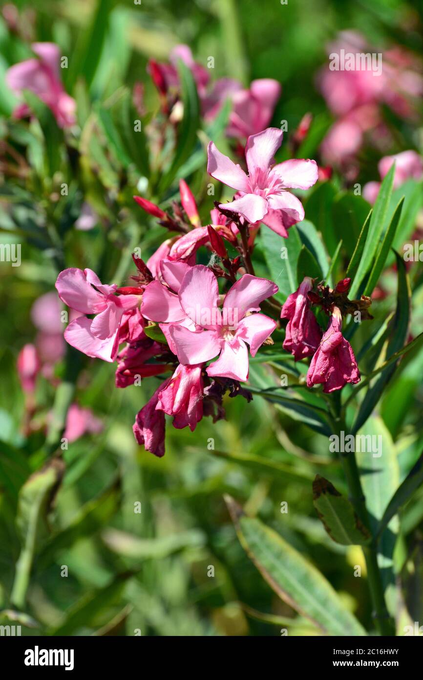 Leander plant hi-res stock photography and images - Alamy