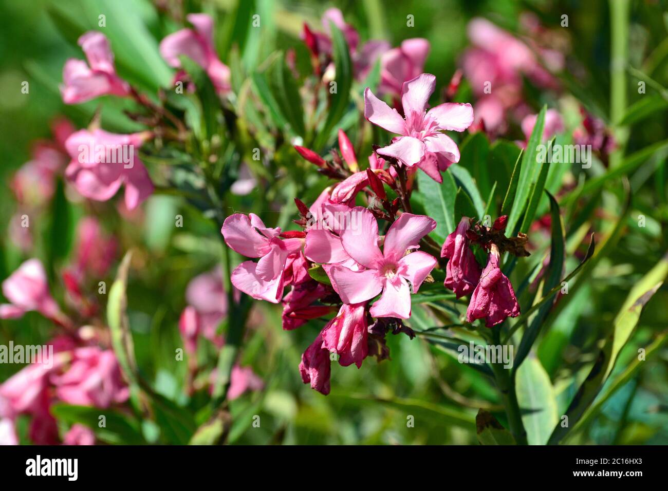 Oleander, Laurier-rose, Nerium oleander, leander Stock Photo - Alamy
