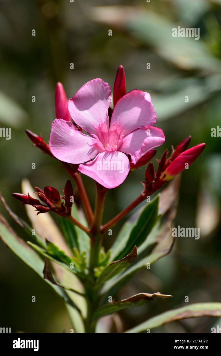 Oleander, Laurier-rose, Nerium oleander, leander Stock Photo - Alamy