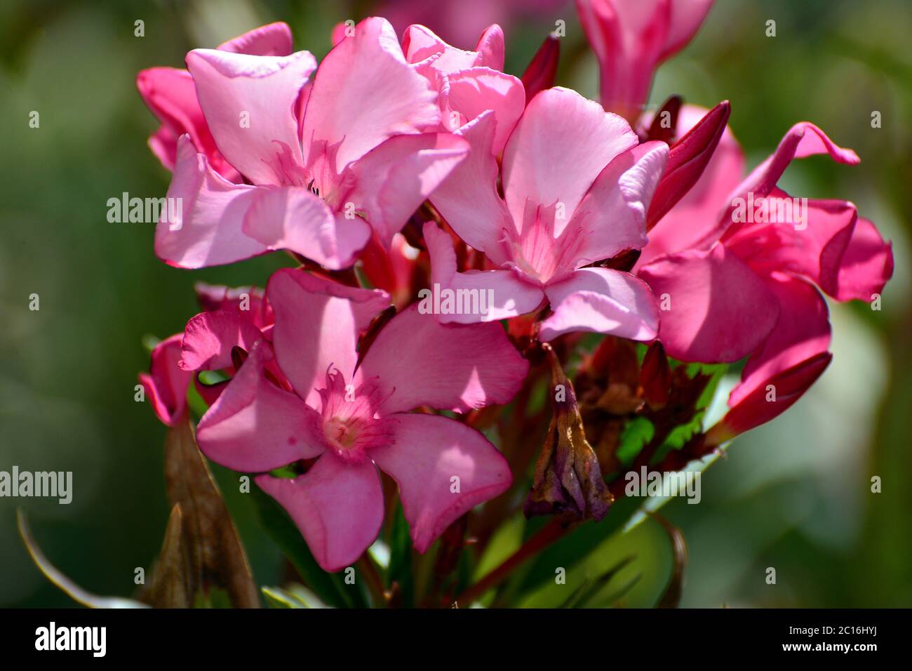 Leander plant hi-res stock photography and images - Alamy