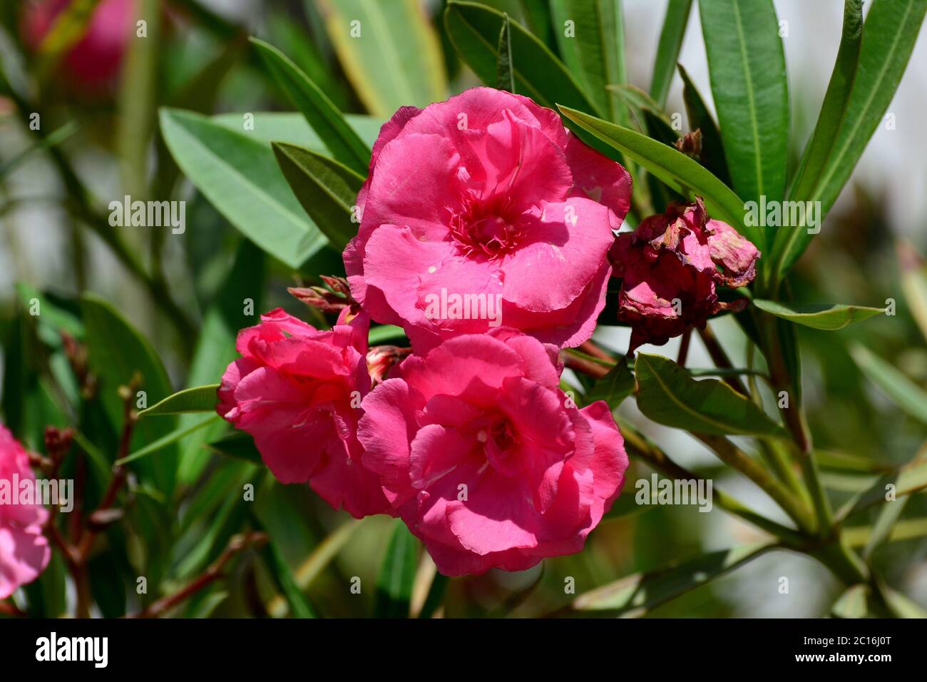 Oleander, Laurier-rose, Nerium oleander, leander Stock Photo - Alamy