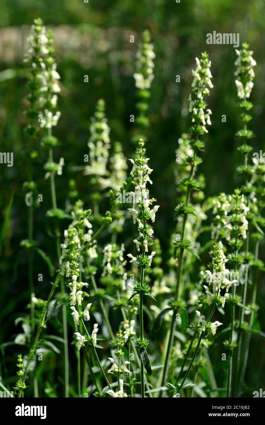 stiff hedgenettle, Aufrechter Ziest, Stachys recta, hasznos tisztesfű ...