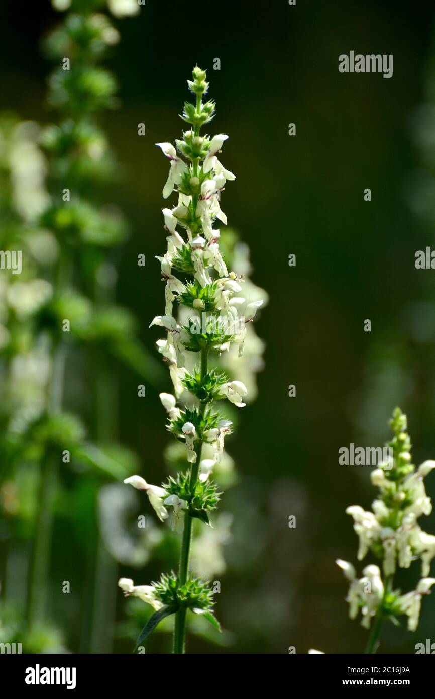 stiff hedgenettle, Aufrechter Ziest, Stachys recta, hasznos tisztesfű ...