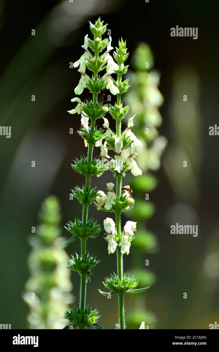 stiff hedgenettle, Aufrechter Ziest, Stachys recta, hasznos tisztesfű ...
