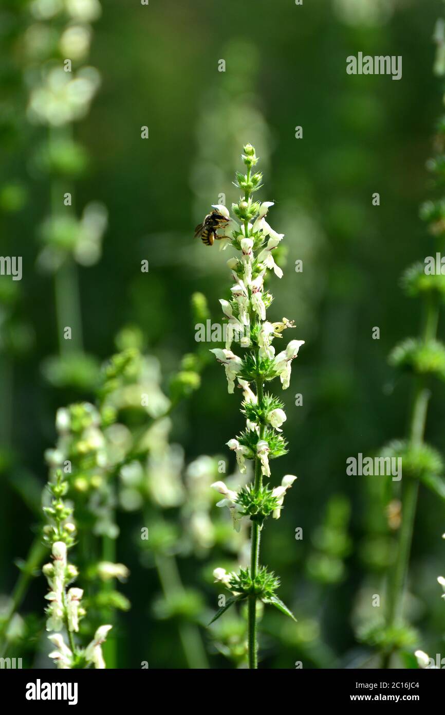 stiff hedgenettle, Aufrechter Ziest, Stachys recta, hasznos tisztesfű ...