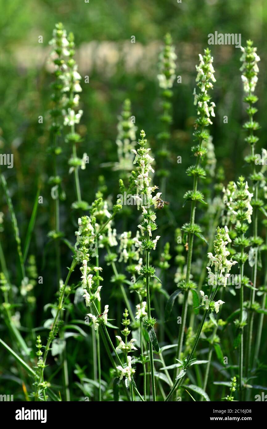 stiff hedgenettle, Aufrechter Ziest, Stachys recta, hasznos tisztesfű ...