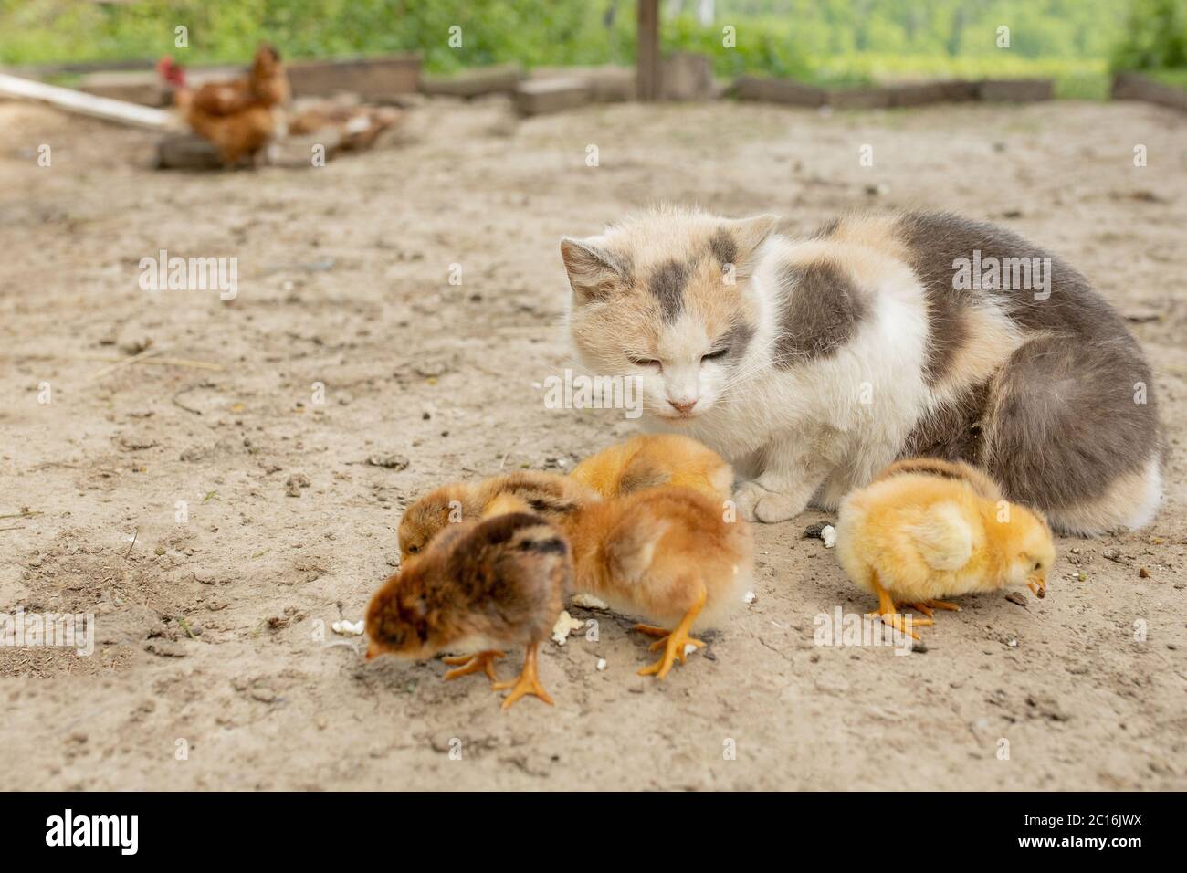 Easter chicken eating with kind cat. Friends Stock Photo - Alamy