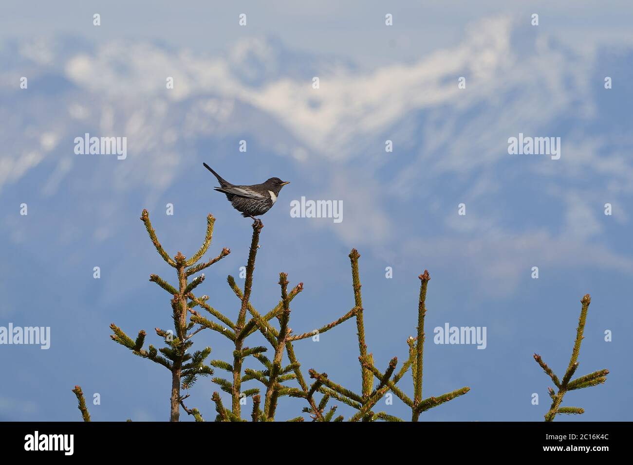 Wildlife thrush turdidae female hi-res stock photography and images - Alamy