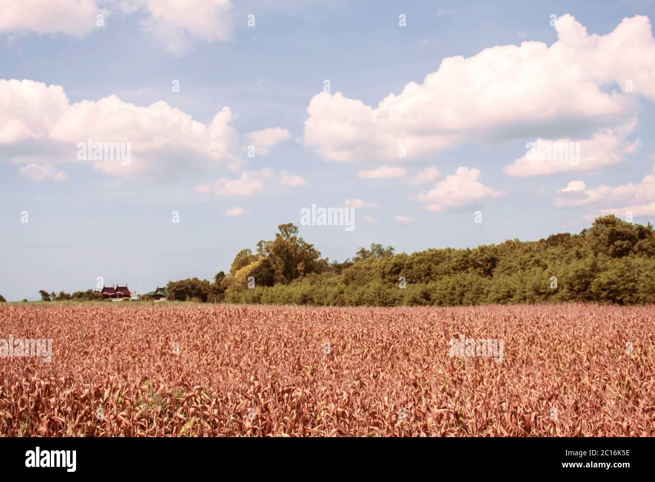 Corn growing vintage hi-res stock photography and images - Alamy