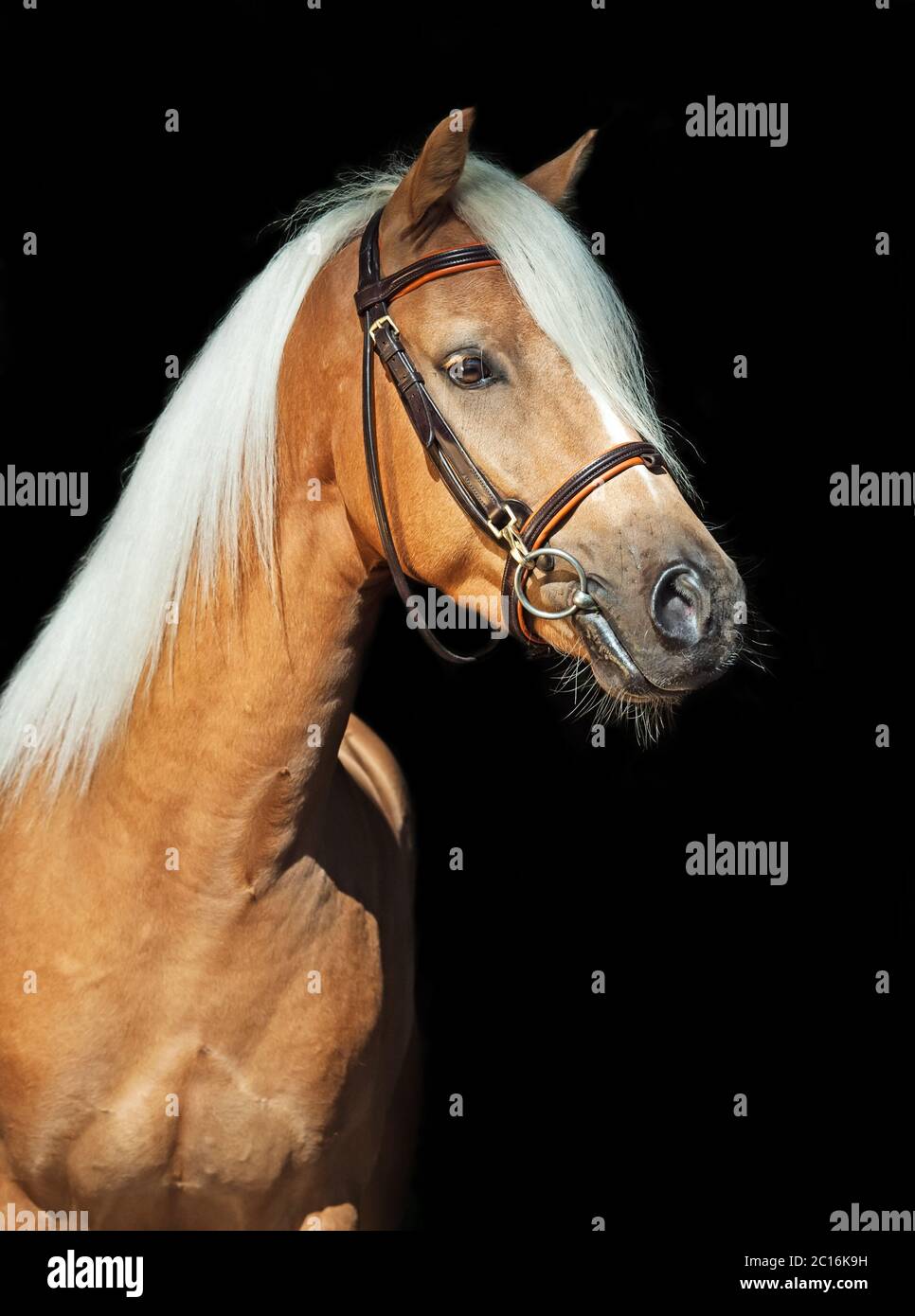 portrait of palomino welsh pony at black background Stock Photo - Alamy