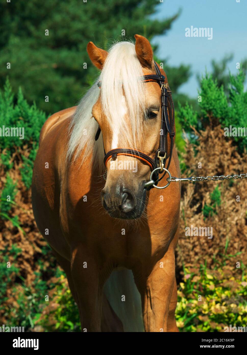 portrait of palomino welsh pony Stock Photo - Alamy