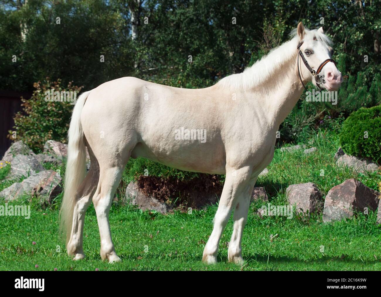 cream welsh pony Stock Photo - Alamy